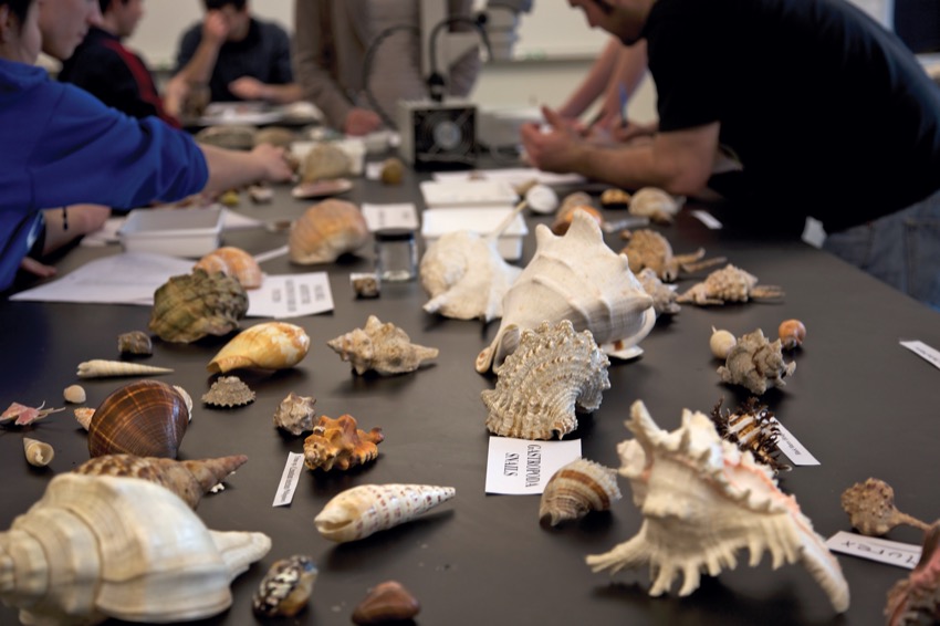 See shells - Wheaton College Massachusetts